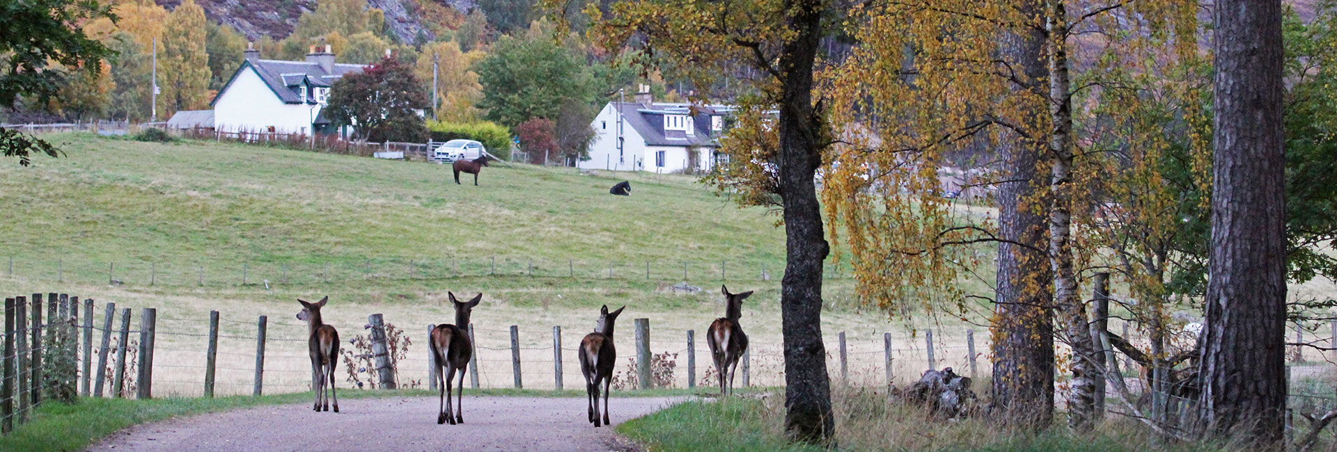 Welcome to Alvie and Dalraddy Estates - Alvie Estate