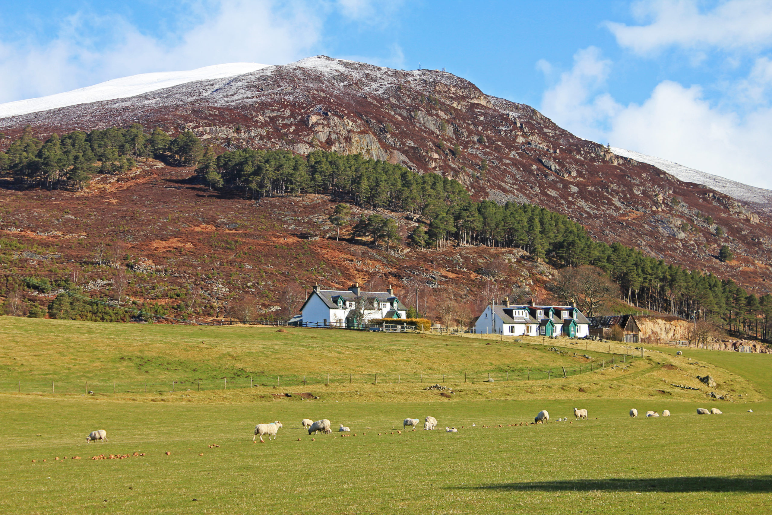 Welcome to Alvie and Dalraddy Estates - Alvie Estate